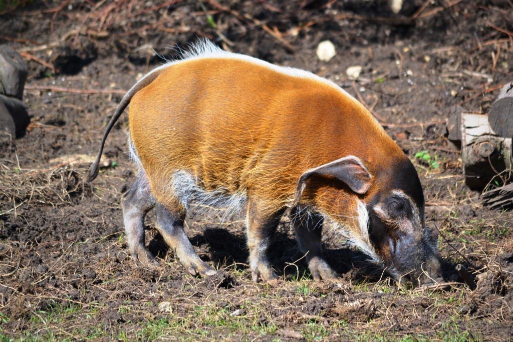 Red River Pig – Natural adventures