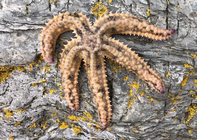 Spiny sea star – Natural adventures