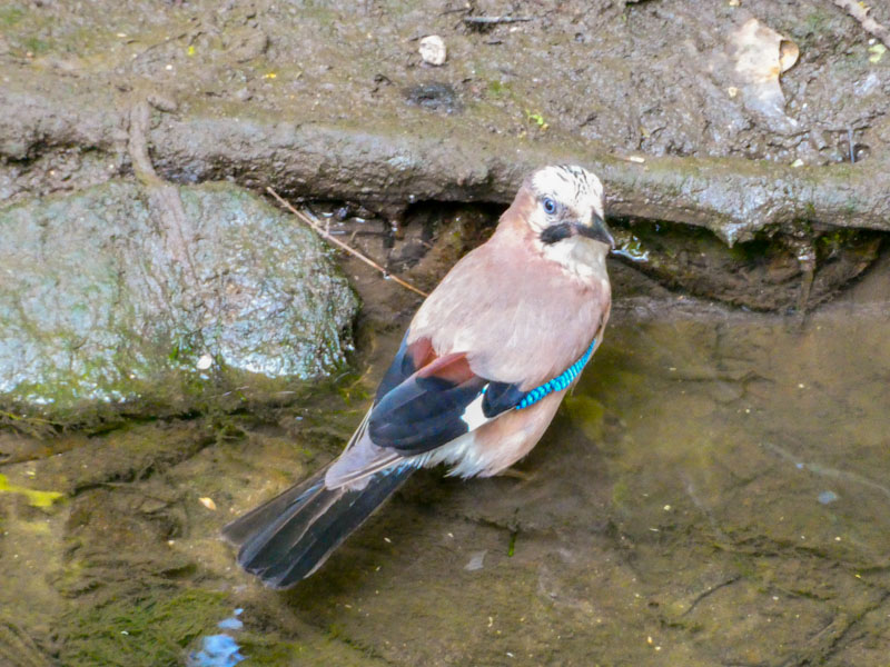 Jay – Natural adventures