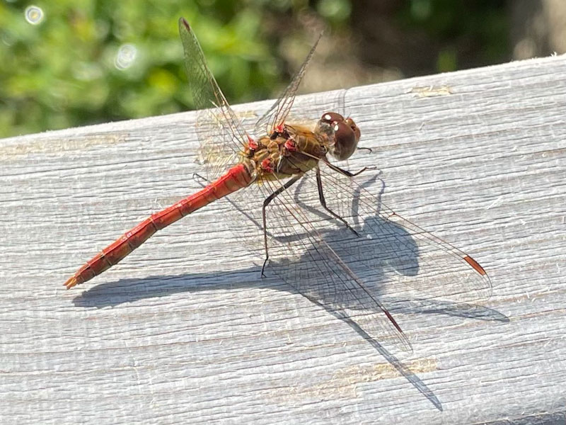 Common darter II – Natural adventures