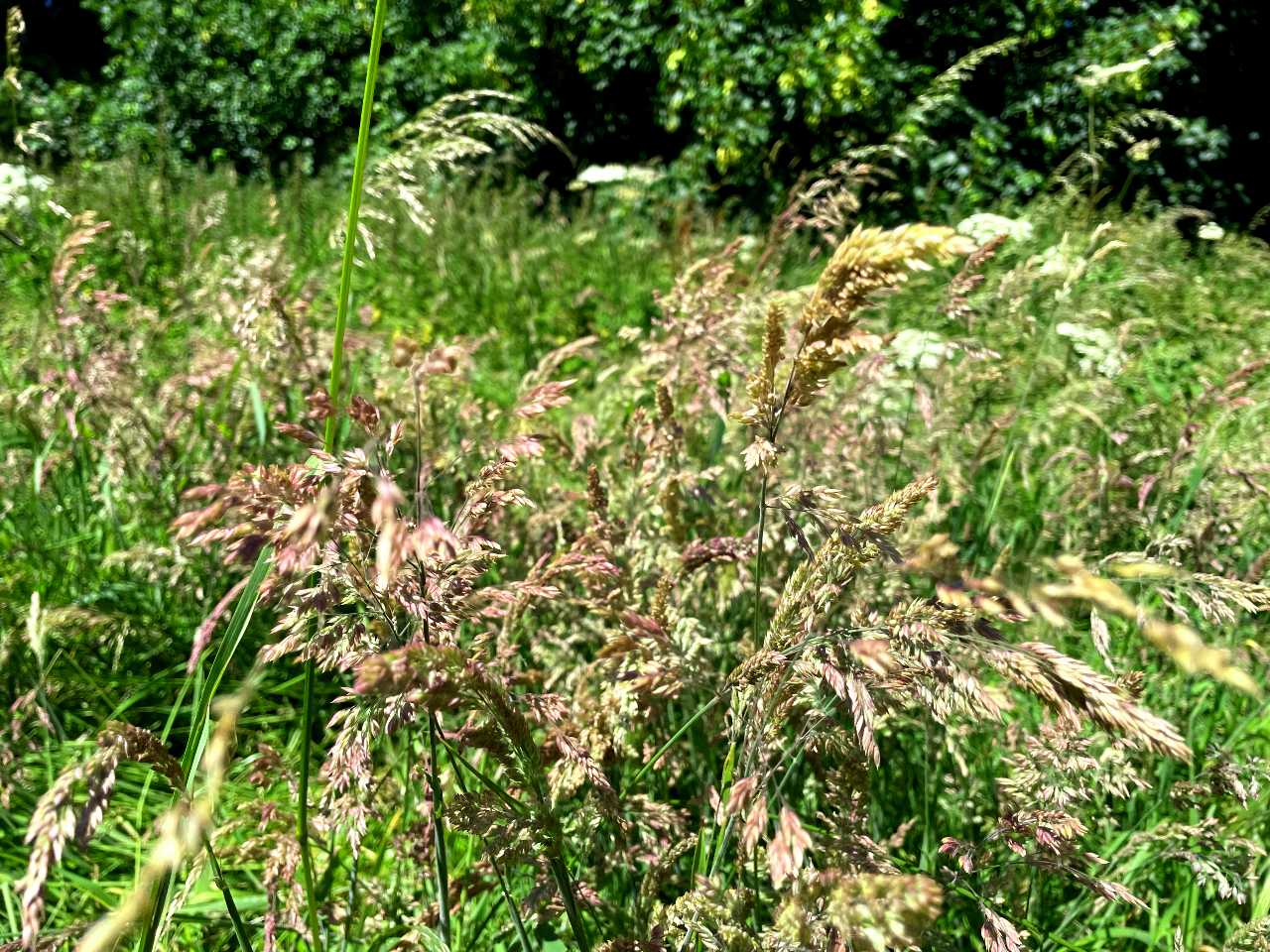 Natural adventures – by Scooj