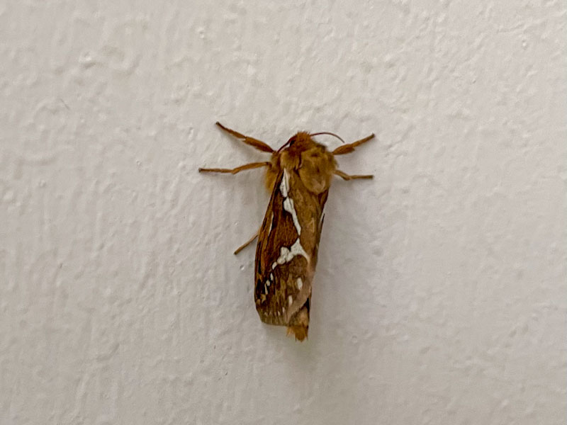 Common swift moth – 30 Days Wild (13/30) – Natural adventures