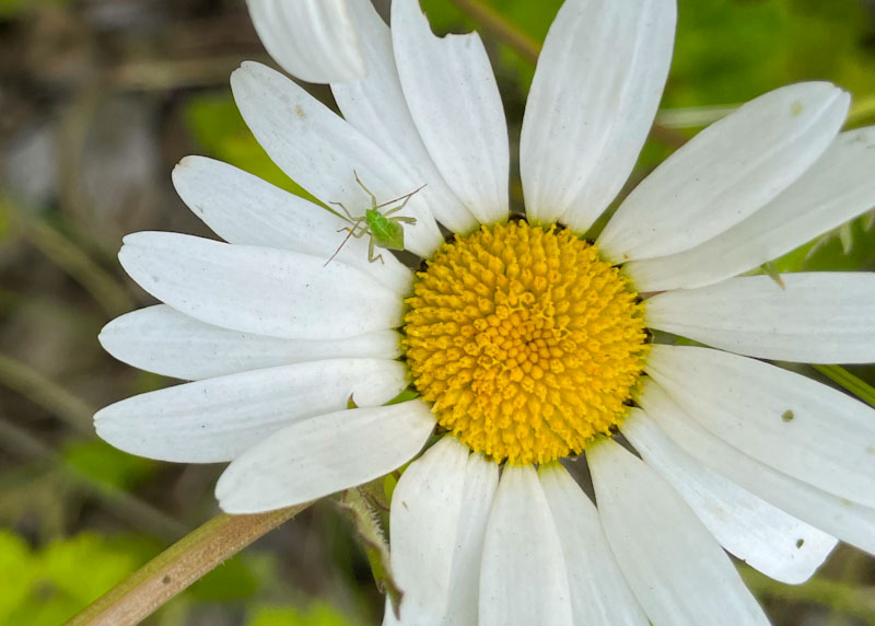 Common green capsid – 30 Days Wild (20/30) – Natural adventures