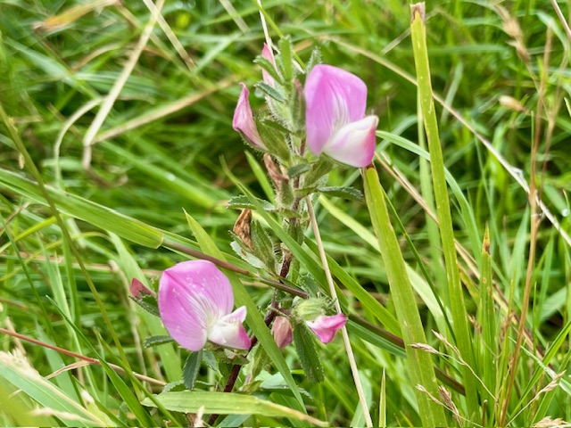 Spiny restharrow – Natural adventures