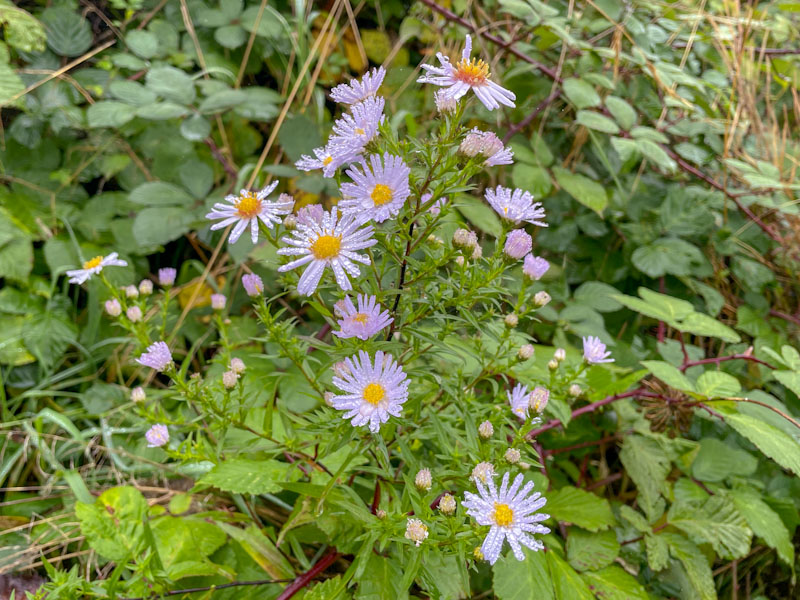 New York aster – Natural adventures