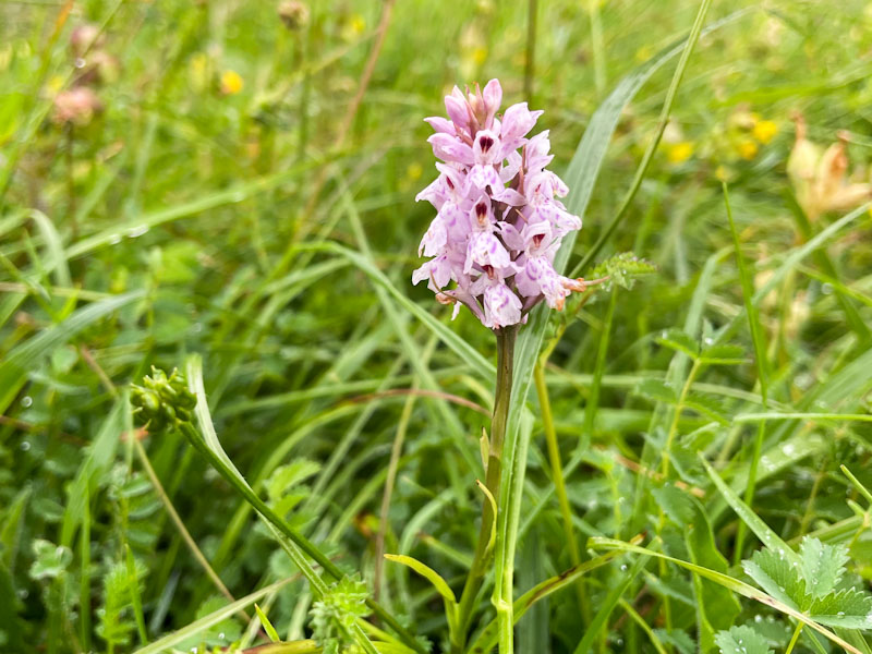 Common Spotted Orchid – Natural adventures